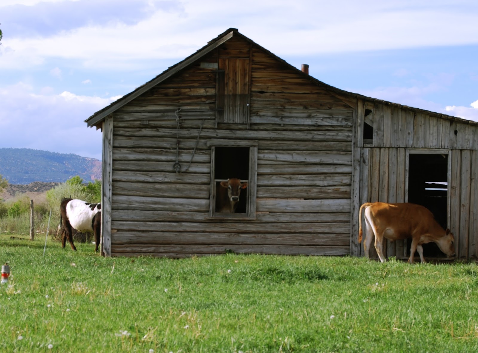 Old Home Place Heritage Farms / McDowell Family Farms: 2013